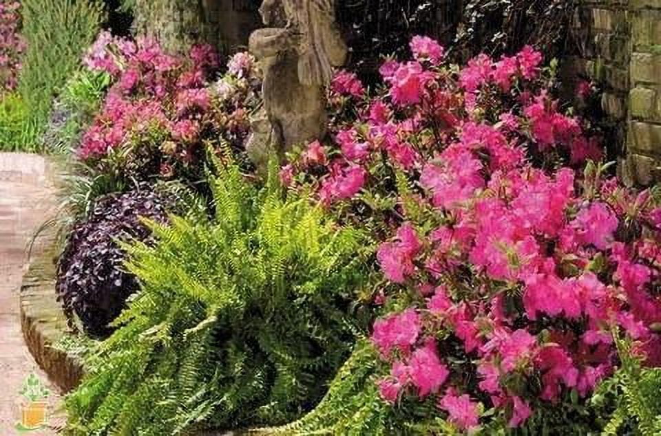 Pixies Gardens Autumn Empress Encore Azalea 3 Gallon - Walmart.com