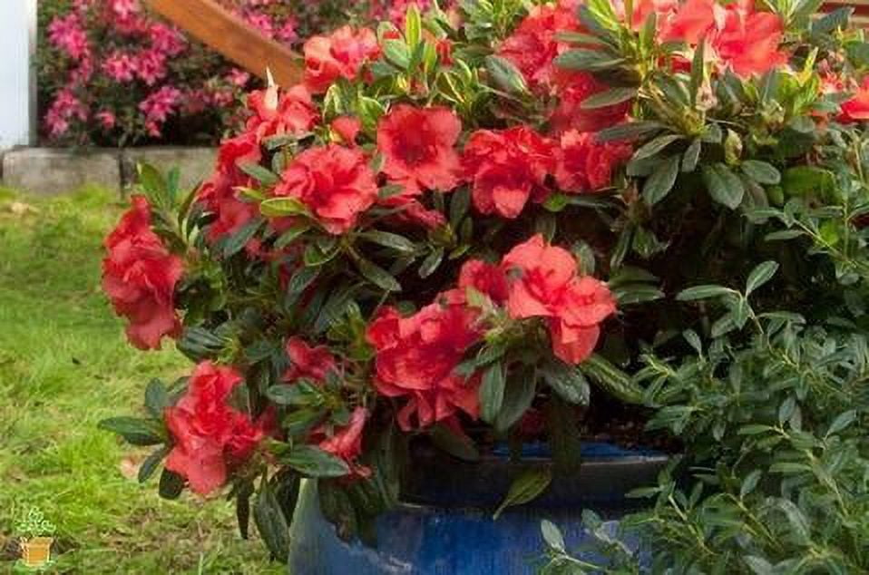 Pixies Gardens Autumn Sunset Encore Azalea 3 Gallon - Walmart.com