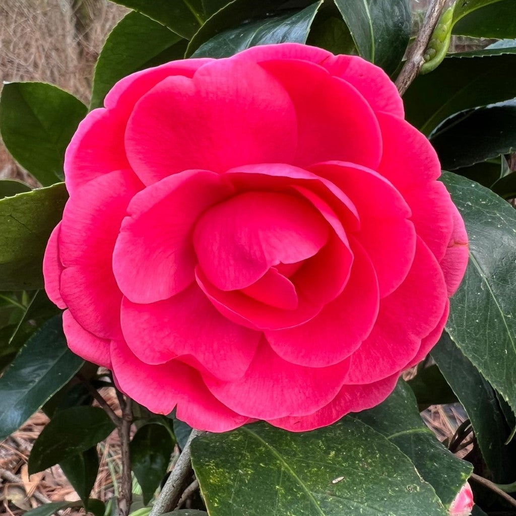 Pixies Gardens Camellia Jack Flower Plant-Deep Pink Formal Double ...