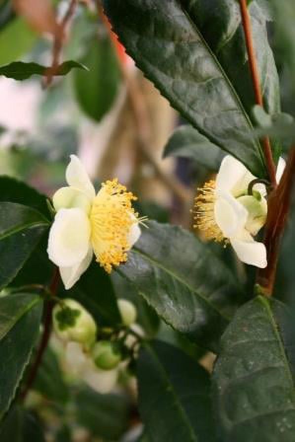Pixies Gardens Camellia Sinensis Tea Breeze 2 Gallon - Walmart.com