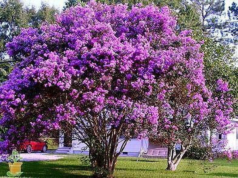Pixies Gardens Catawba' Crape Myrtle, Clusters of Deep Purple Flowers 1 ...