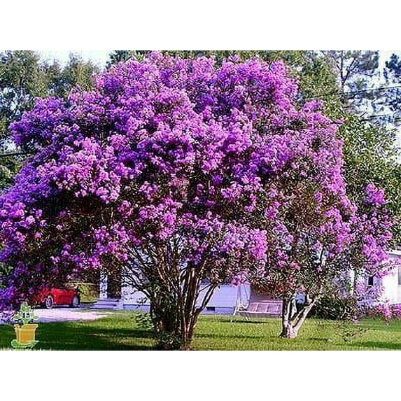 Pixies Gardens Catawba' Crape Myrtle, Clusters of Deep Purple Flowers 1 ...