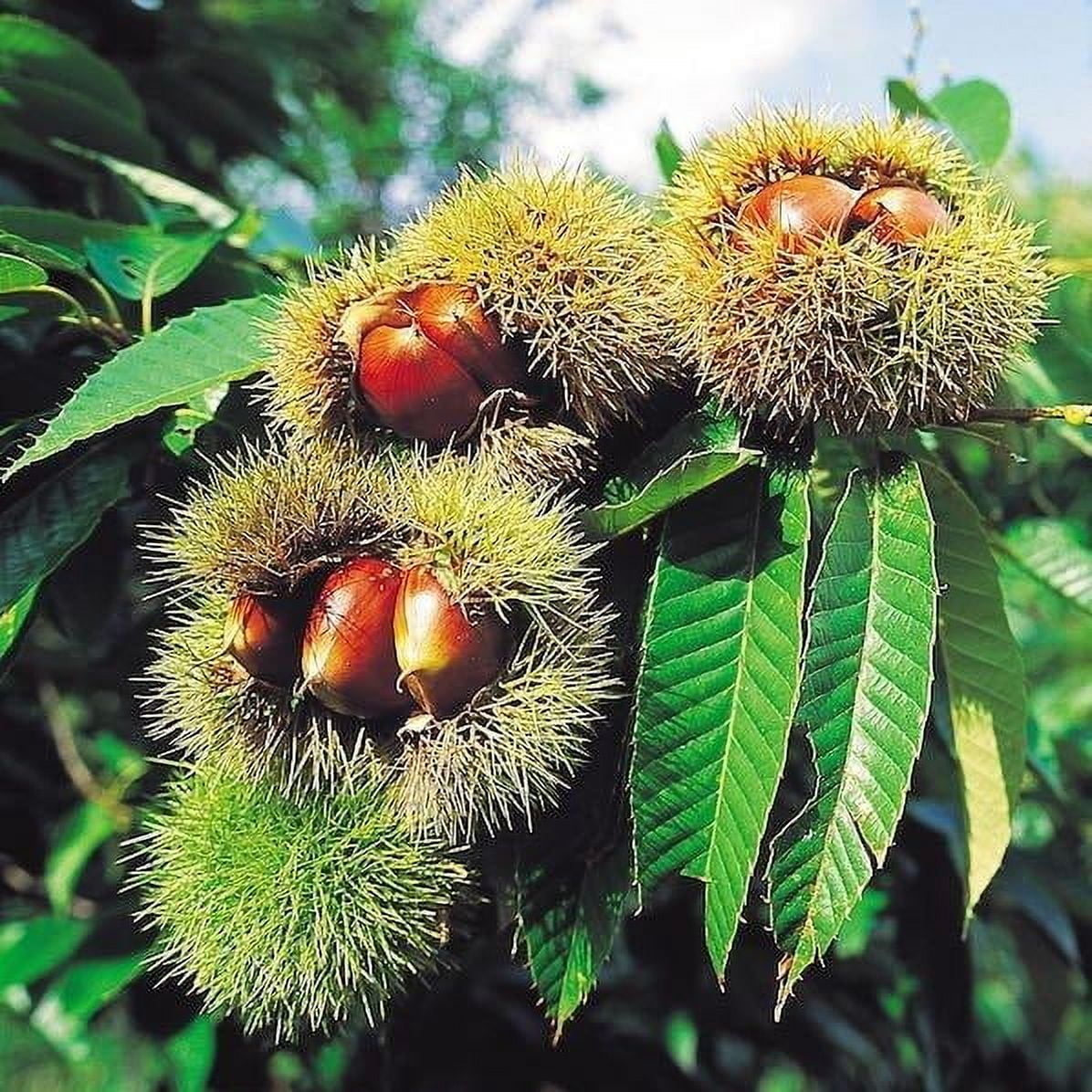 Pixies Gardens Chinese Chestnut Tree 3 Gallon - Walmart.com