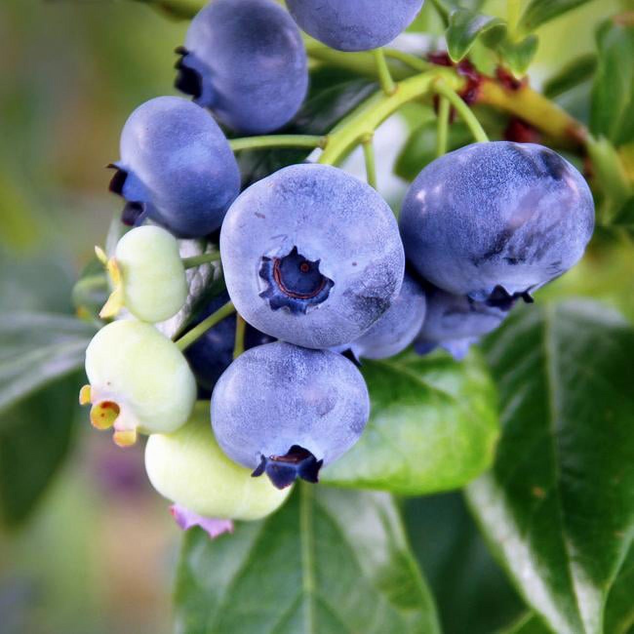 Pixies Gardens Climax Blueberry Shrub 10 Gallon - Walmart.com