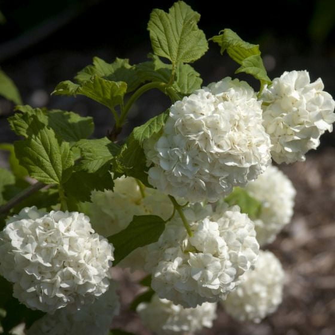 Pixies Gardens Common Snowball Aka Eastern Snowball Viburnum Shrub 5 ...