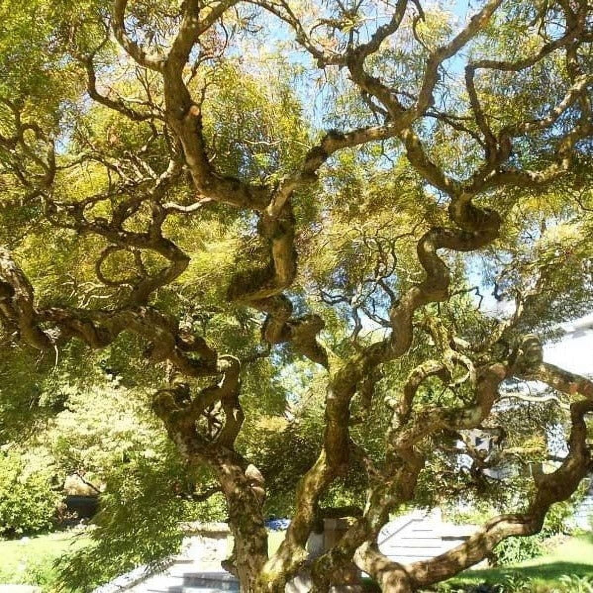 Pixies Gardens Corkscrew Willow Tree 5 Gallon - Walmart.com