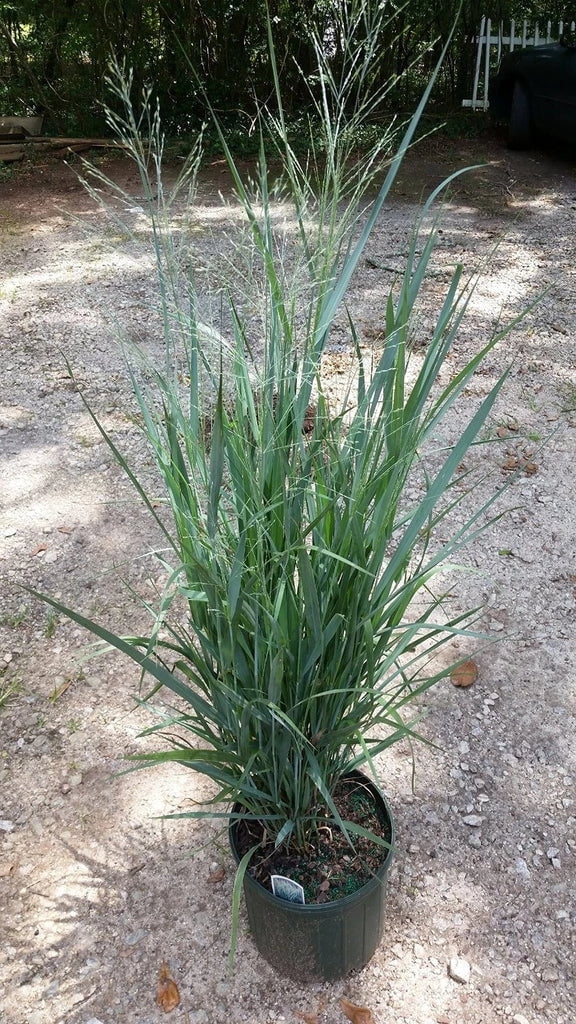 Pixies Gardens Dallas Blues Grass 3 Gallon - Walmart.com
