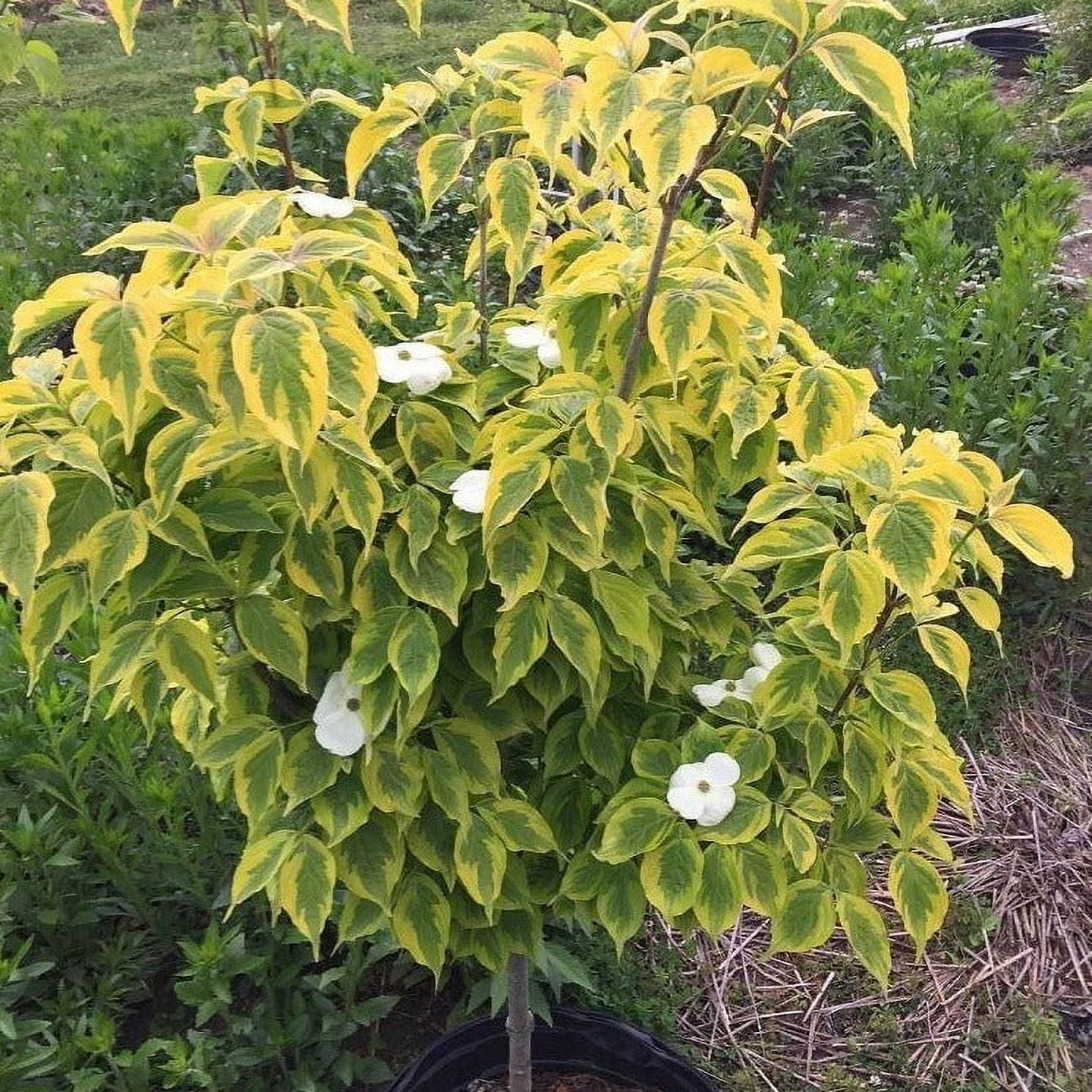 Pixies Gardens Dogwood Celestial Shadow (Hybrid) Tree 2 Gallon ...