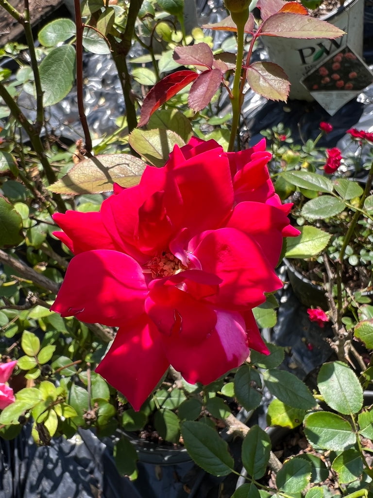 Pixies Gardens Double Knock Out Rose 3 Gallon - Walmart.com