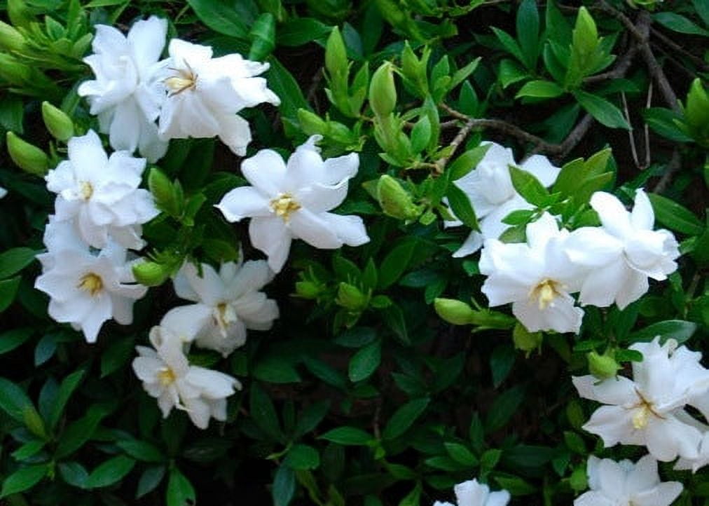 Pixies Gardens Dwarf Radican Gardenia 1' White Gardenia Live Plants in ...