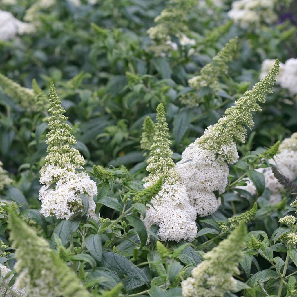 Pixies Gardens Dwarf White Butterfly Bush 3 Gallon - Walmart.com