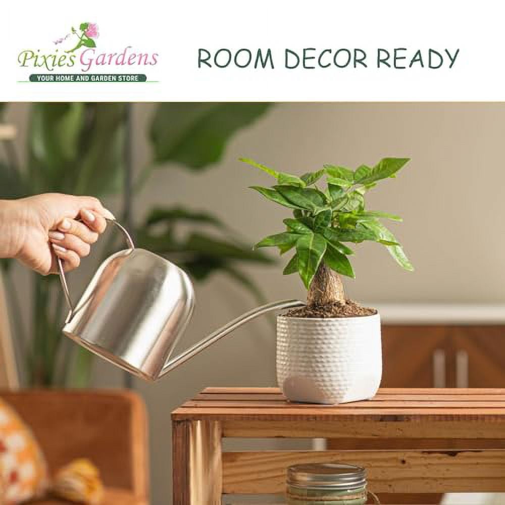 Pixies Gardens Einset Seedless Red Grape Vine Produces Medium-Sized ...