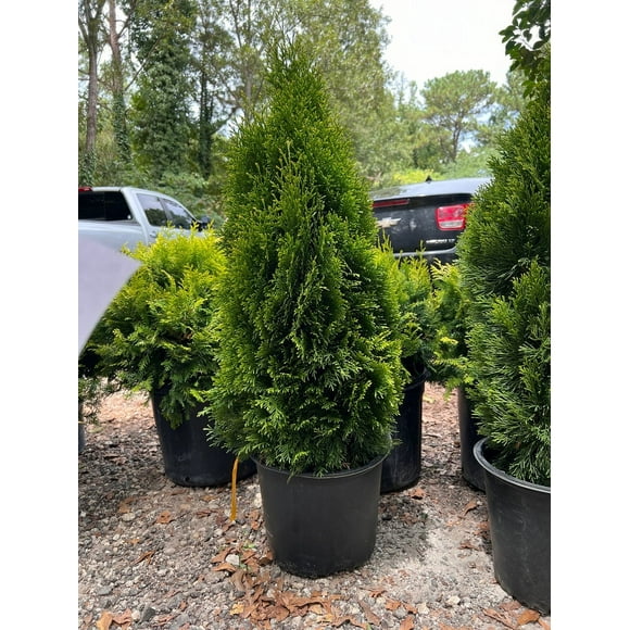 Emerald Green Arborvitae Thuja Occidentalis Smaragd