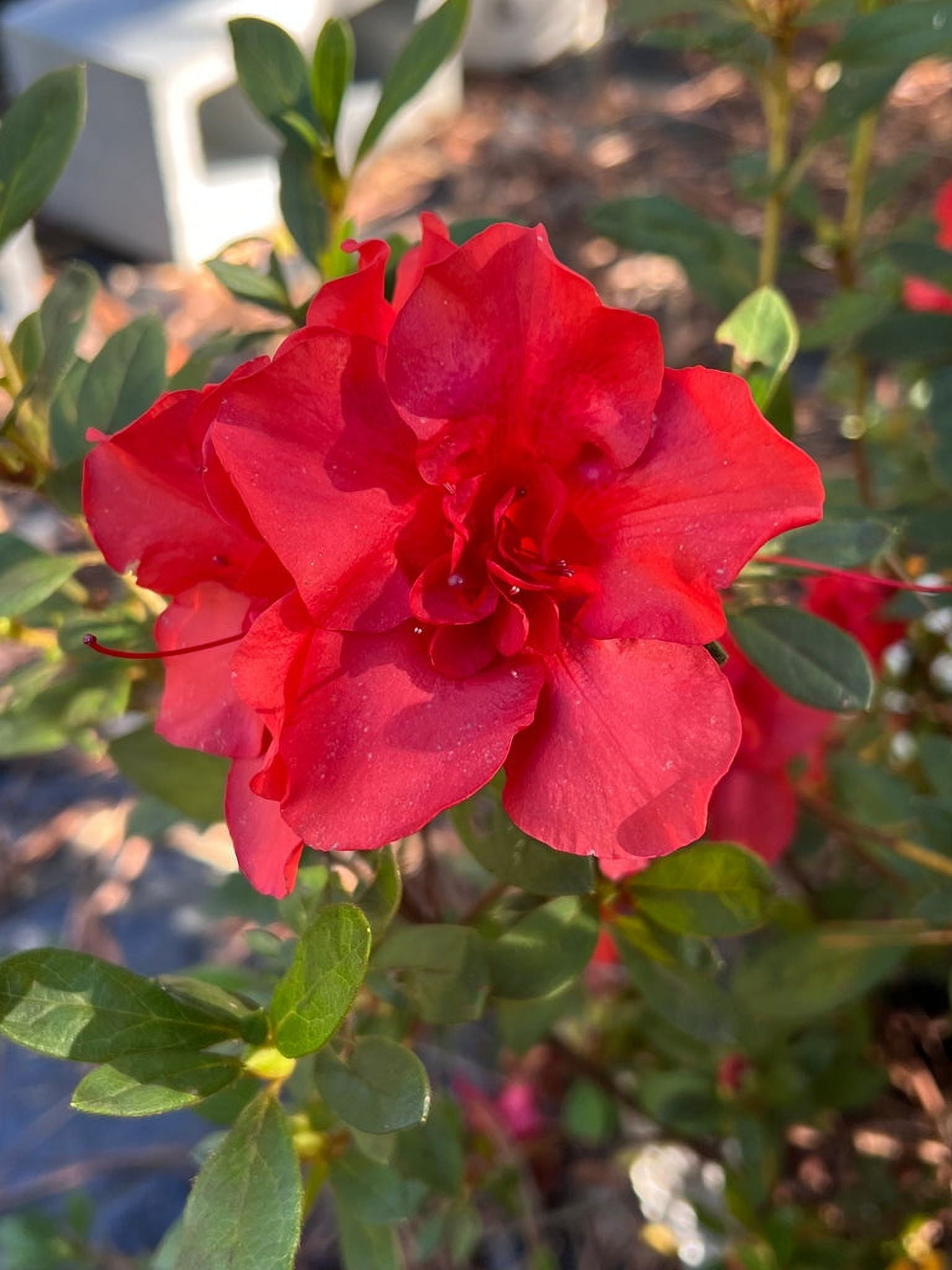 Pixies Gardens Encore Azalea Autumn Embers Liner - Walmart.com