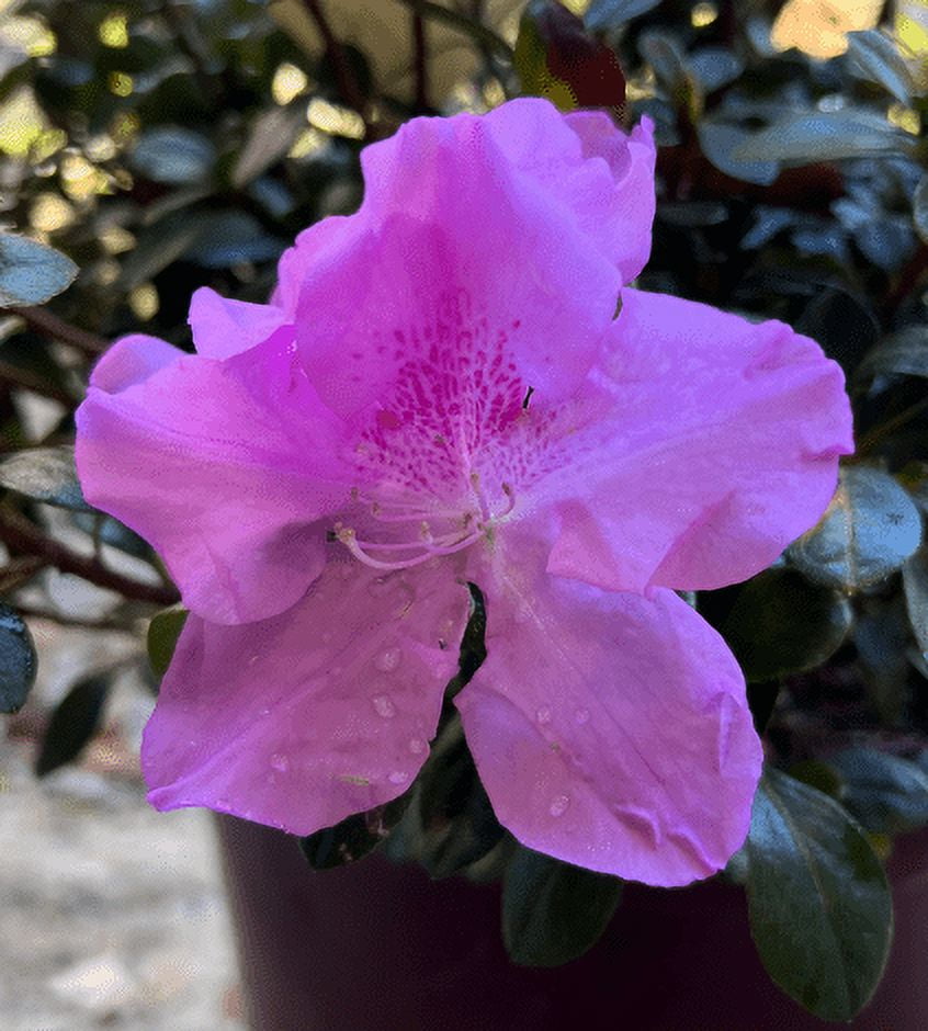 Pixies Gardens Encore Azalea Autumn Lilac 3 Gallon - Walmart.com