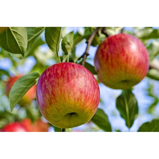 Pixies Gardens Fuji Apple Tree 3 Gallon Bareroot Live Fruit Plant for ...