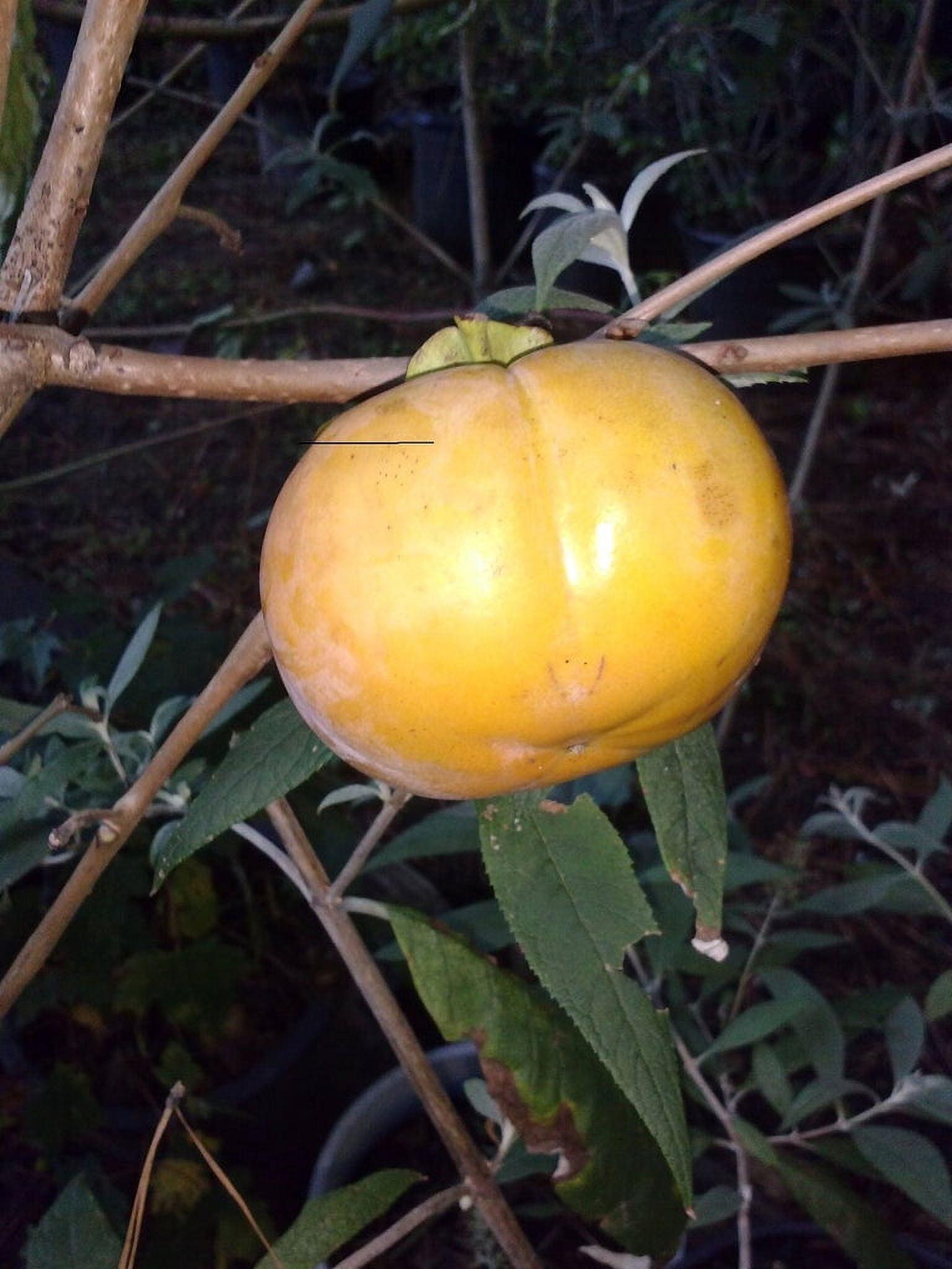 Pixies Gardens Fuyu Japanese Persimmon 3 Gallon - Walmart.com