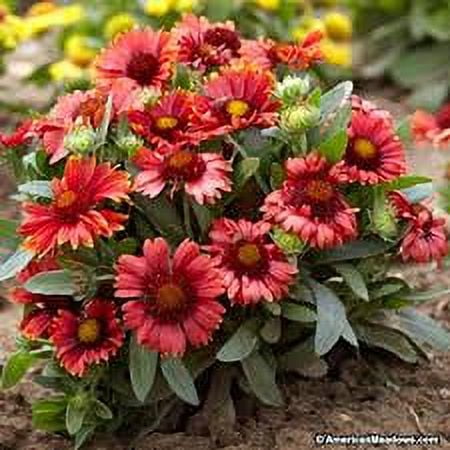 Pixies Gardens Gaillardia Aristata Arizona Red Shades Blanket Flower ...