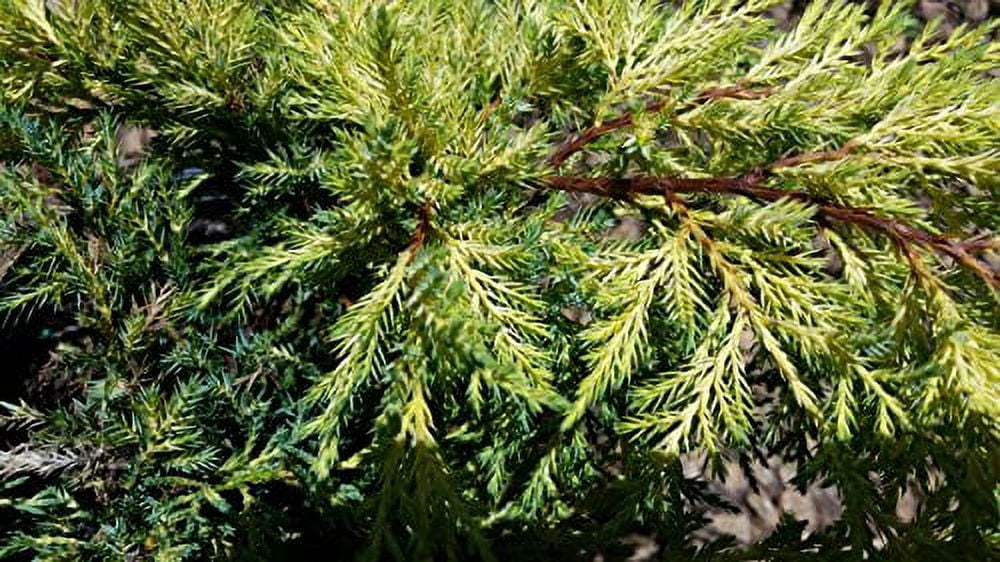 Pixies Gardens Gold Lace Juniper 1 Gallon - Walmart.com