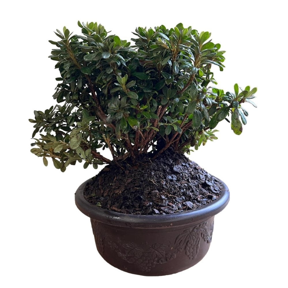 Pixies Gardens Gumpo Dwarf Bonsai Azalea White - Walmart.com