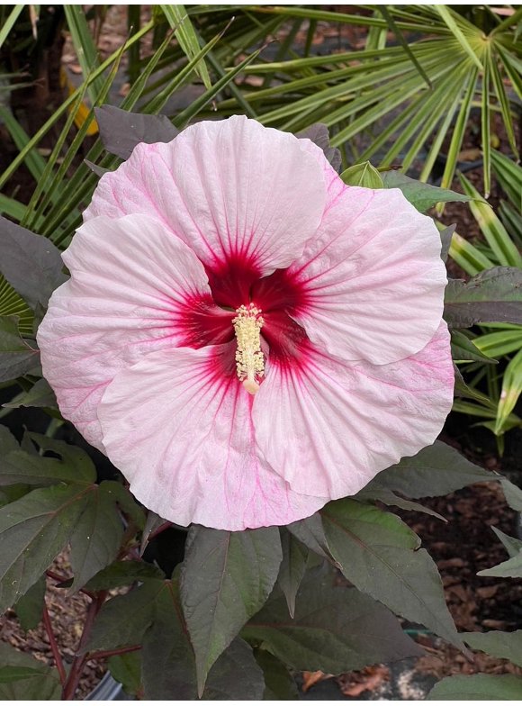 Hibiscus Plants in Garden Bushes - Walmart.com