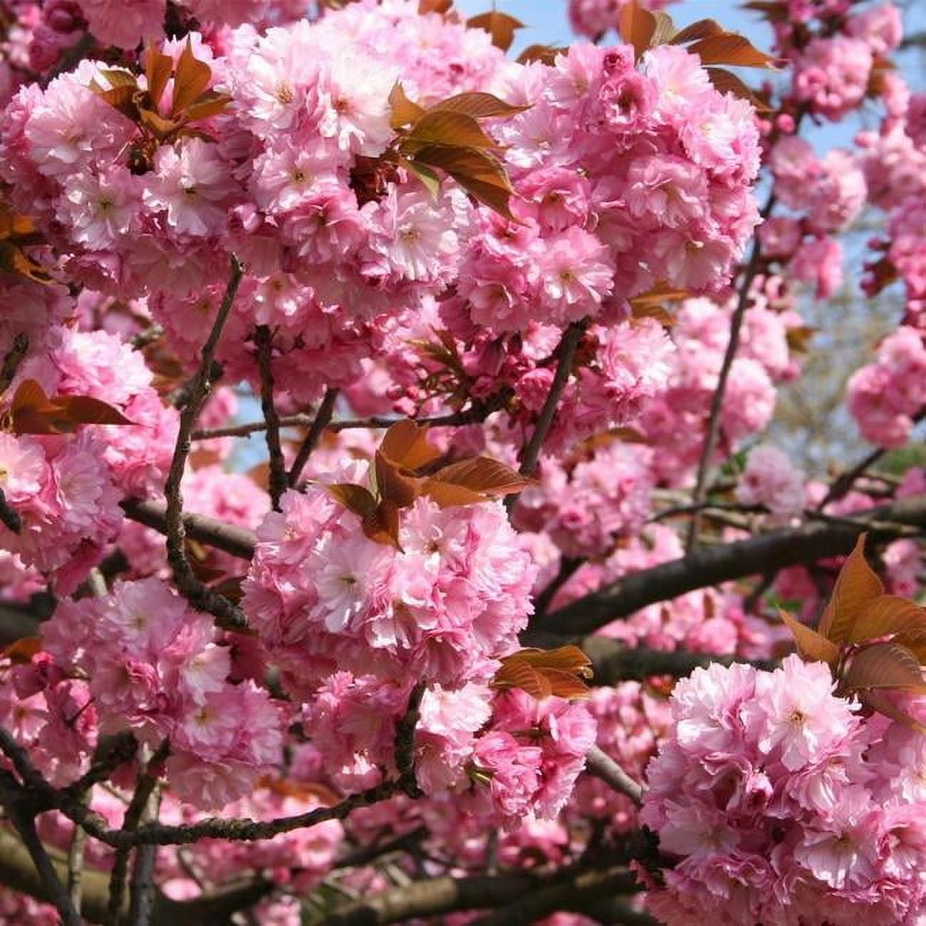 Pixies Gardens Kwanzan Cherry Tree 2 Gallon - Walmart.com