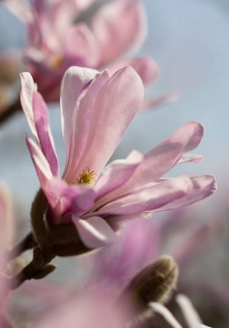 Pixies Gardens Leonard Messel Magnolia Tree 5 Gallon - Walmart.com