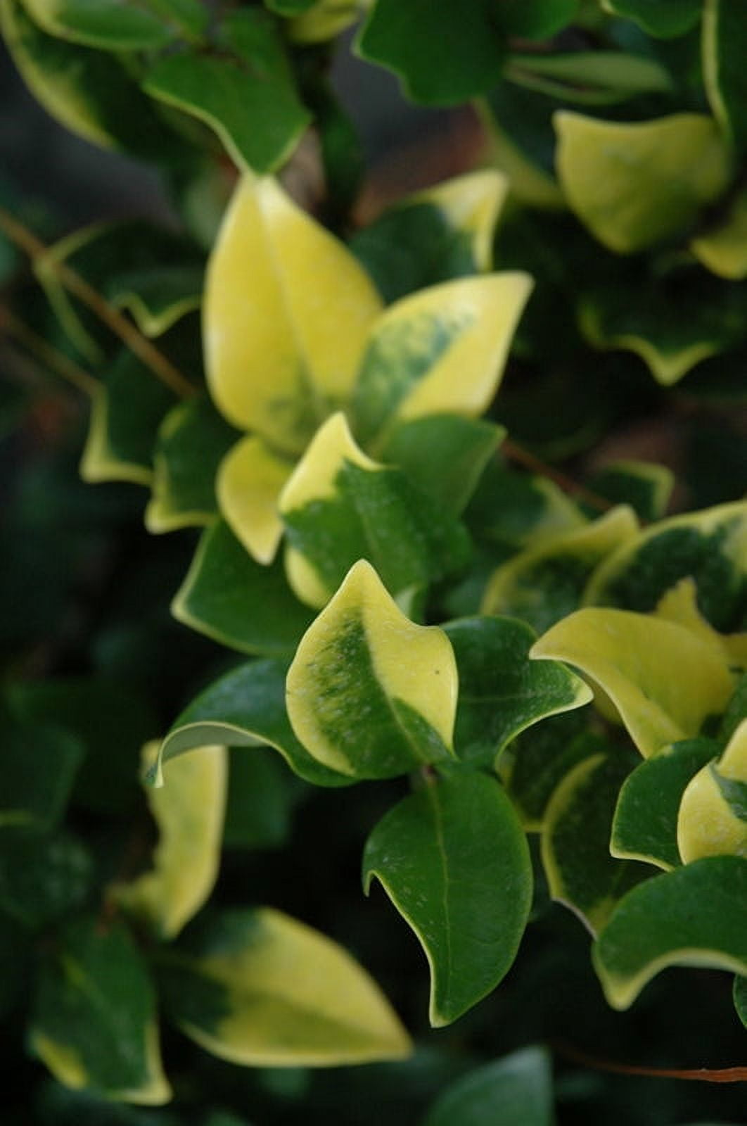 Pixies Gardens Ligustrum Howardi 3 Gallon - Walmart.com