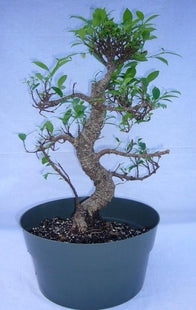 Pixies Gardens Live Plant : 5" Pot Bosai, Bosai, Ball Shape Ficus ...