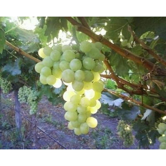 Grape Vine Plant