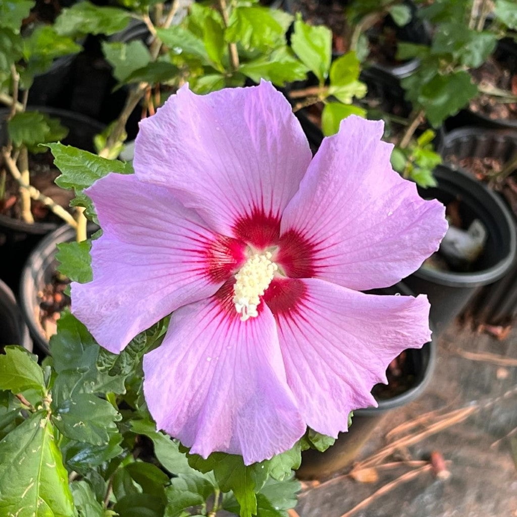Pixies Gardens Minerva Althea Tree (Rose of Sharon) 2 Gallon - Walmart.com