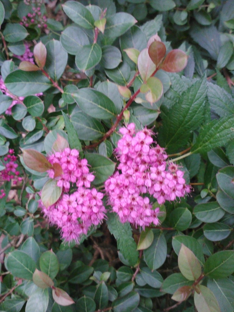 Pixies Gardens Neon Flash Spirea 1 Gallon - Walmart.com