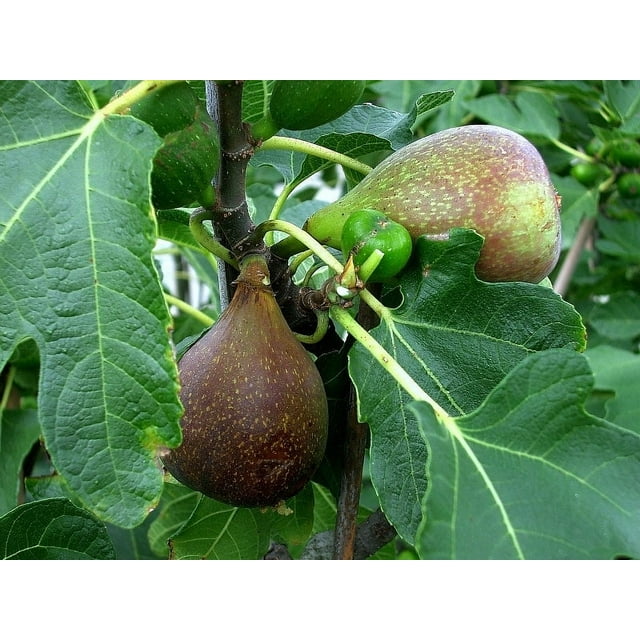 Pixies Gardens Olympian Fig Tree 1 Gallon - Walmart.com