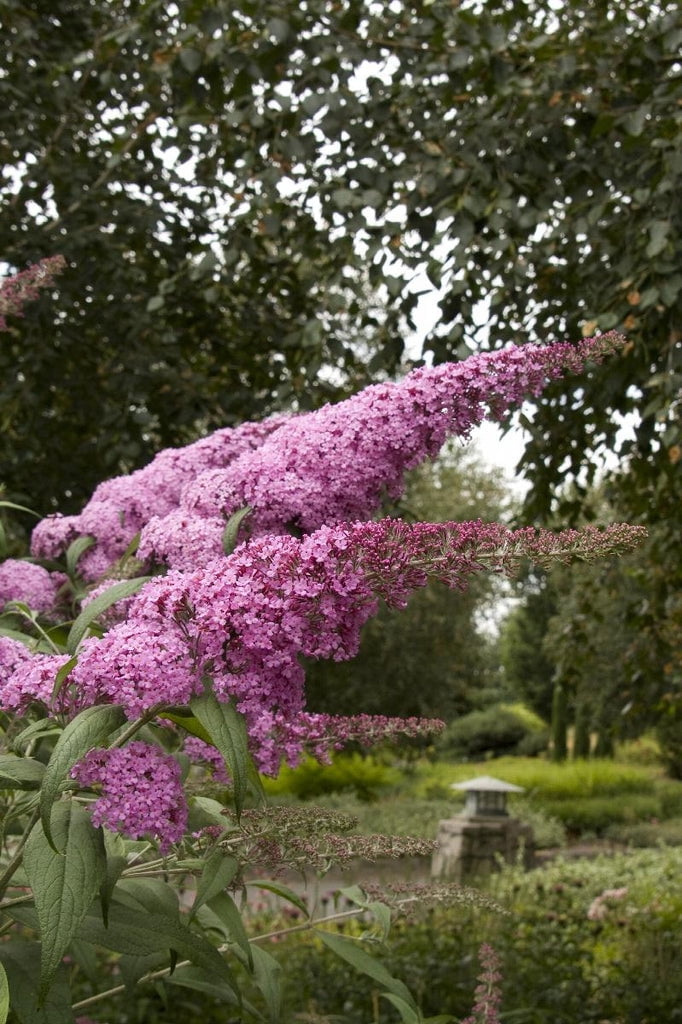 Pixies Gardens Pink Delight Butterfly Bush 1 Gallon - Walmart.com