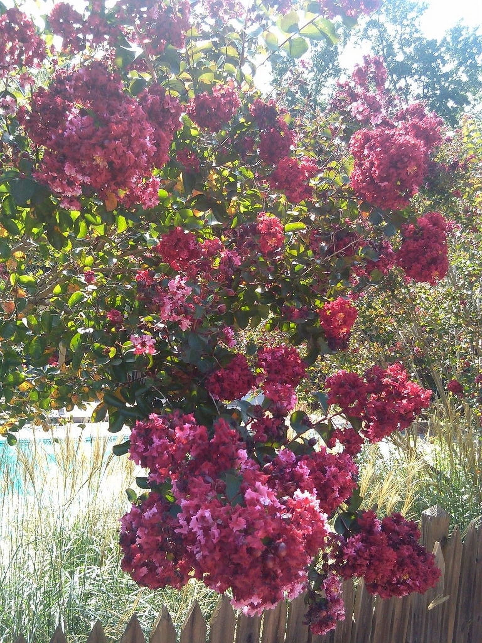 Pixies Gardens Pink Velour Crape Myrtle 2 Gallon - Walmart.com