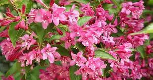 Pixies Gardens Pink Weigela Tree Liner - Walmart.com
