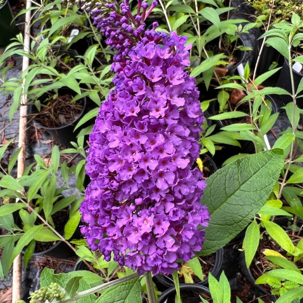 Pixies Gardens Potter'S Purple Butterfly Bush 2 Gallon - Walmart.com