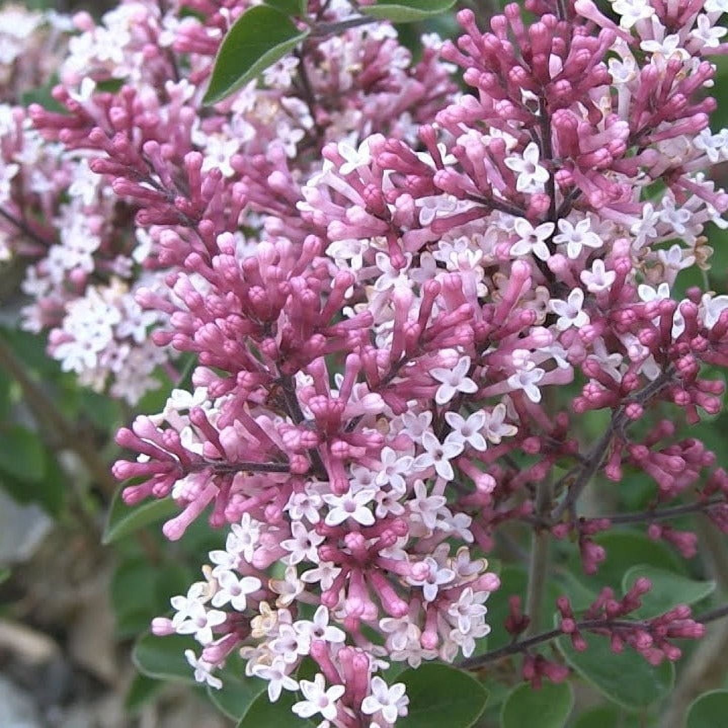 Pixies Gardens Red Pixie Lilac 10 Gallon - Walmart.com