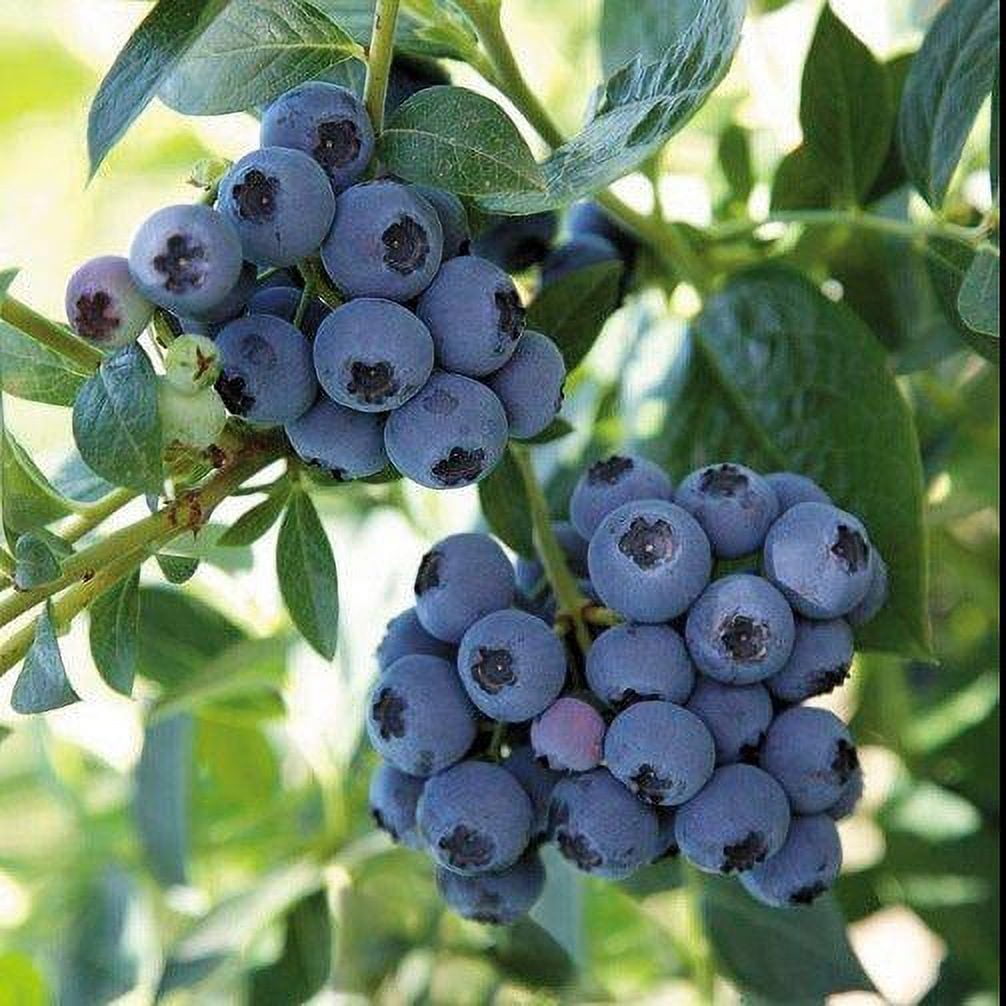 Pixies Gardens Reka Blueberry 5 Gallon - Walmart.com