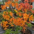 Pixies Gardens Rhododendron Aromi Sunrise Native Azalea 3 Gallon ...