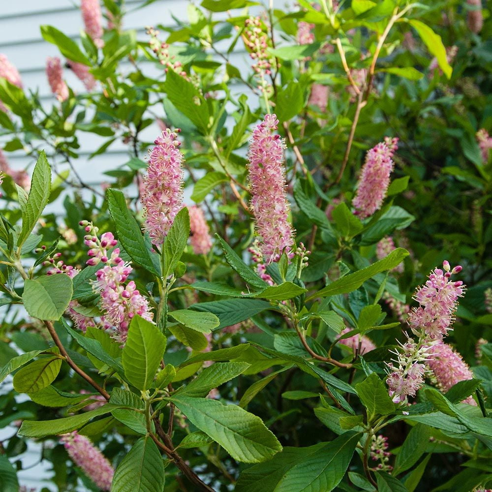 Pixies Gardens Ruby Spice Clethra 5 Gallon - Walmart.com