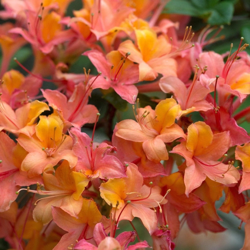 Pixies Gardens Solar Glow Azalea 3 Gallon - Walmart.com