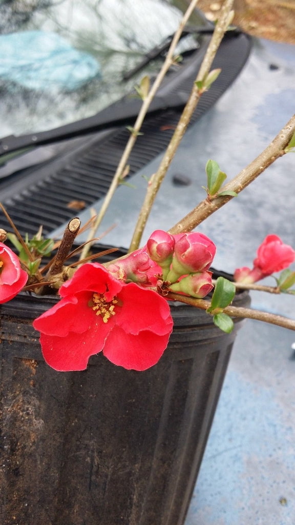Pixies Gardens Spitfire Flowering Quince 1 Gallon - Walmart.com