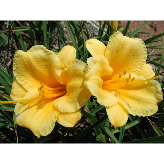 Pixies Gardens Stella de Oro Daylily Liner - Walmart.com