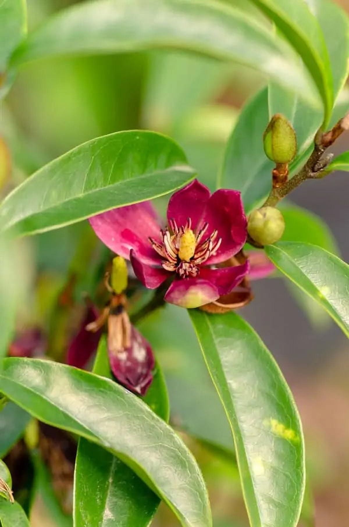 Pixies Gardens Stellar Ruby Magnolia 5 Gallon - Walmart.com