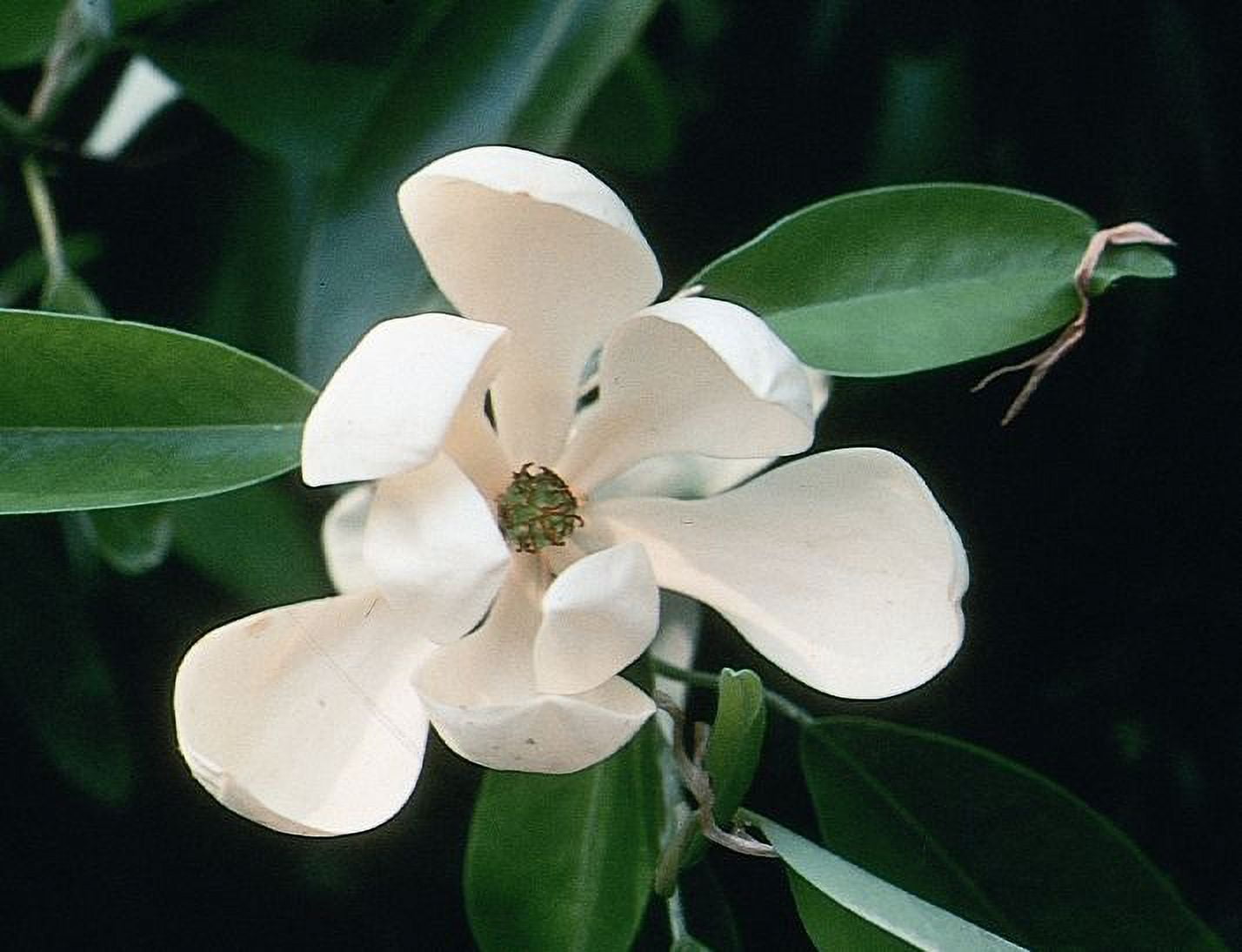 Pixies Gardens Sweetbay Magnolia Tree 7 Gallon - Walmart.com