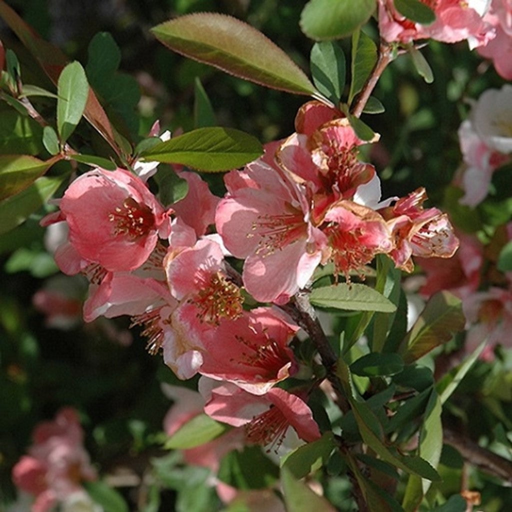 Pixies Gardens Toyo-Nishiki Flowering Quince 15 Gallon - Walmart.com