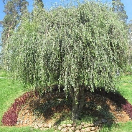 Pixies Gardens Weeping Willow Tree Liner - Walmart.com