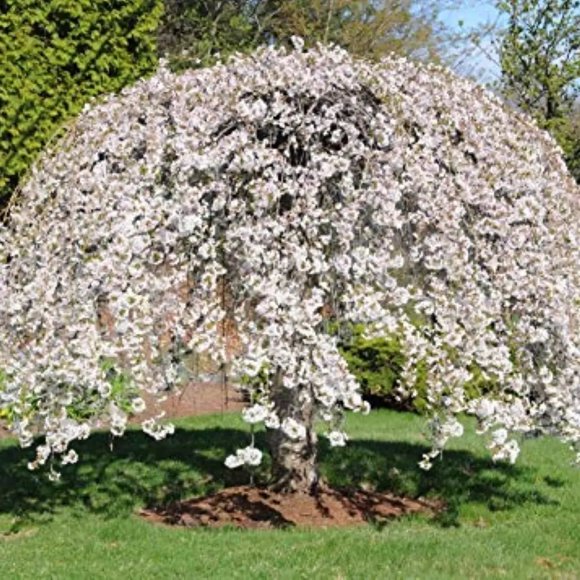 Dwarf Cherry Tree