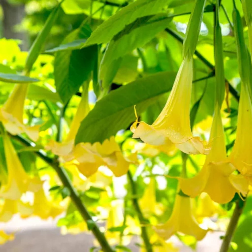 Pixies Gardens Yellow Angel Trumpet 5 Gallon - Walmart.com